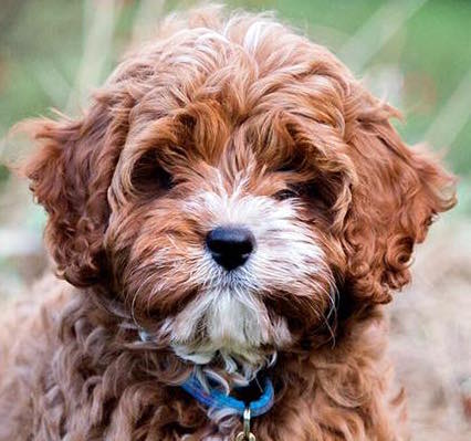 Our Dogs - Glendream Cockapoos