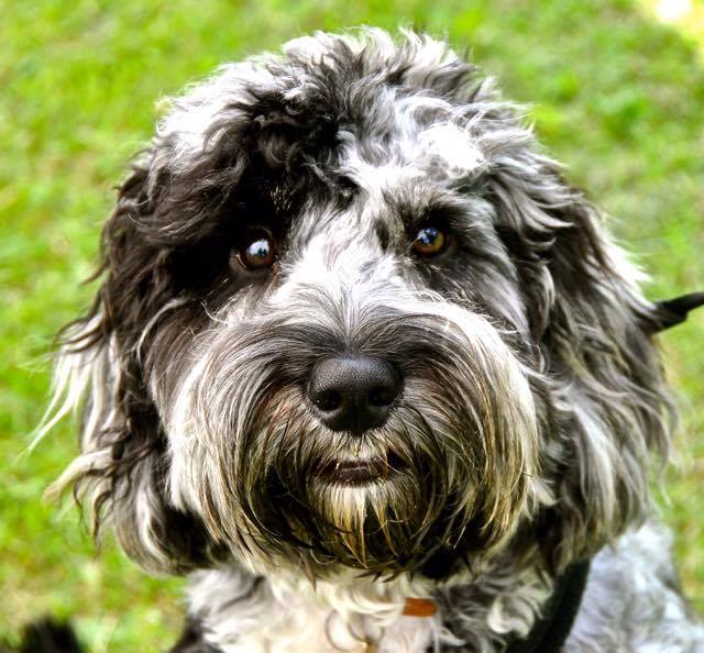 Our Dogs - Glendream Cockapoos