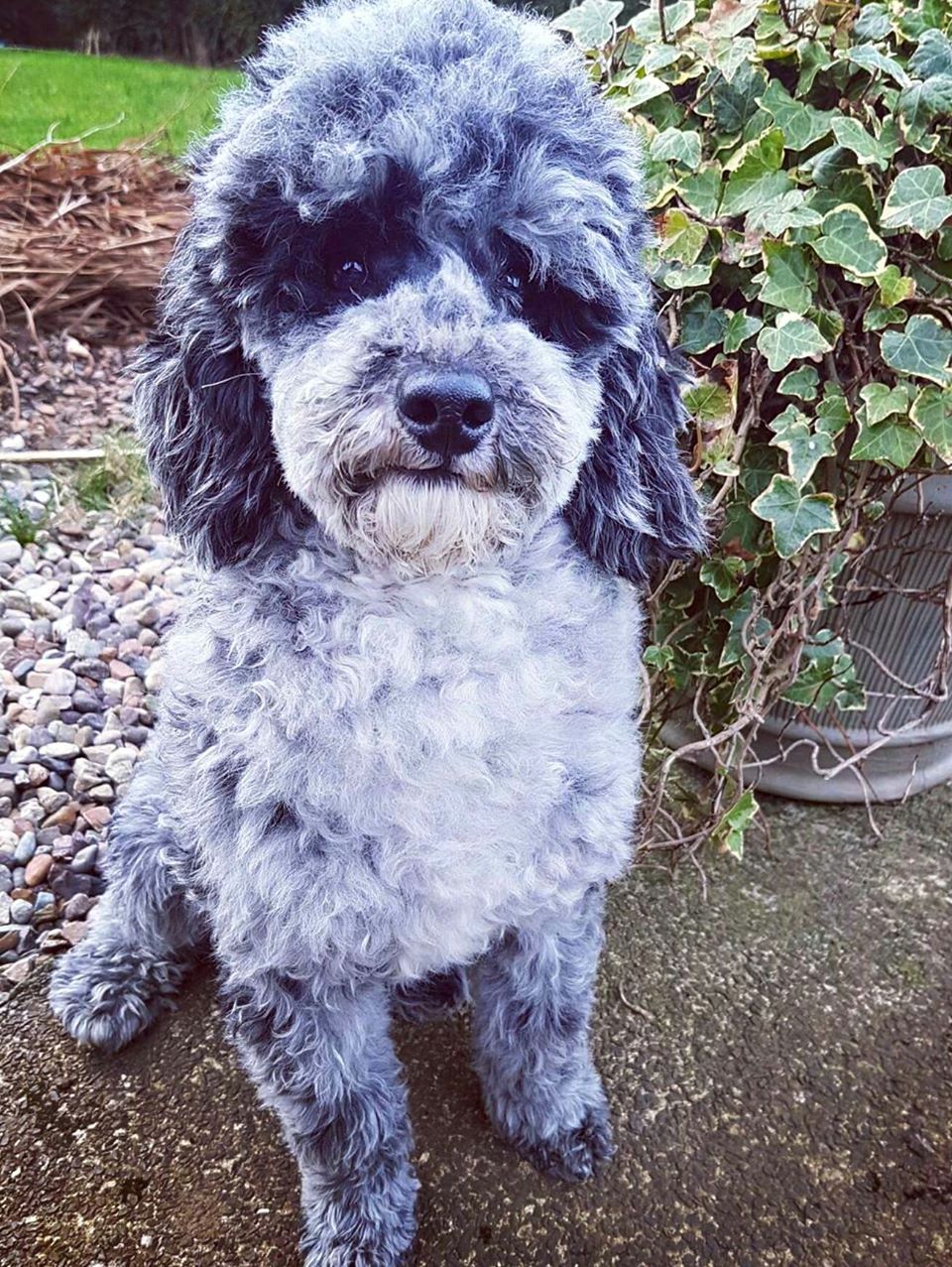 Our Dogs - Glendream Cockapoos