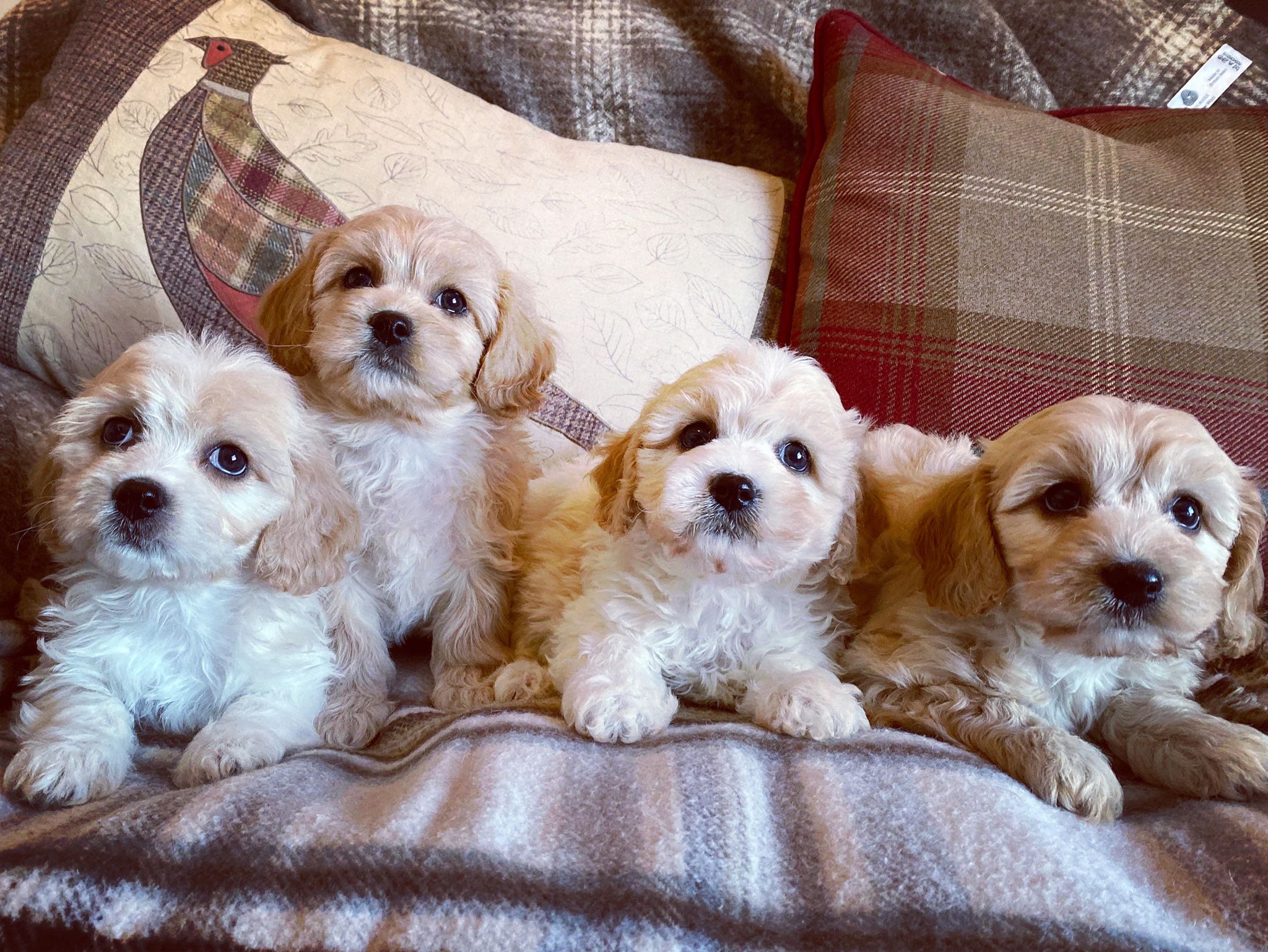 Our Dogs - Glendream Cockapoos